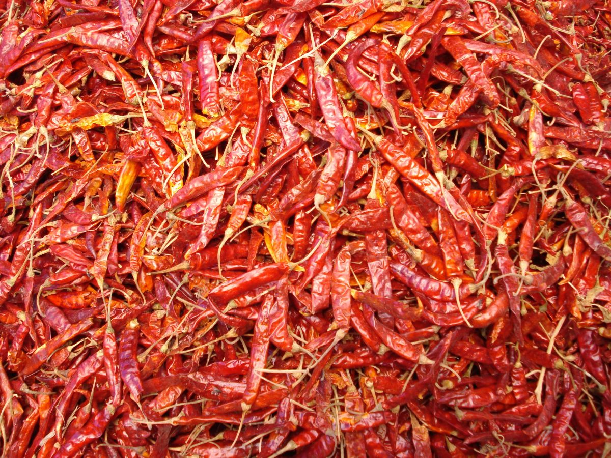 …the pickle jar is her home… | Cathy Lane